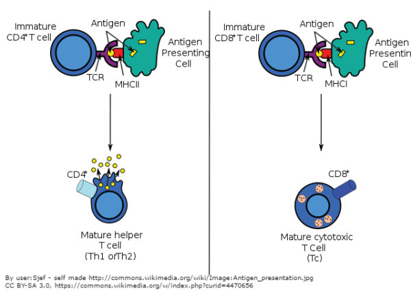 Antigen-Presenting Cells and T Cells | BioSerendipity