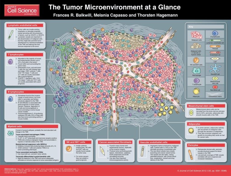 Tumor Microenvironment | BioSerendipity