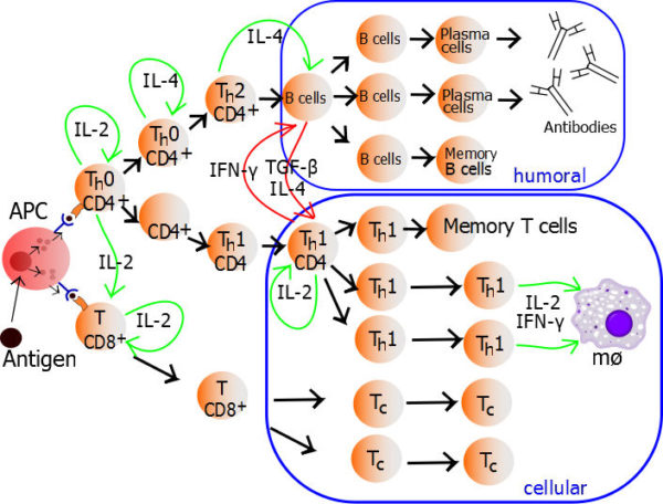 Lymphocyte Activation and Memory | BioSerendipity