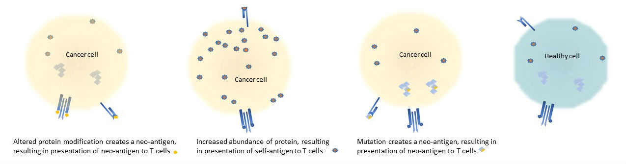 Self-antigens in immune response to cancer | BioSerendipity