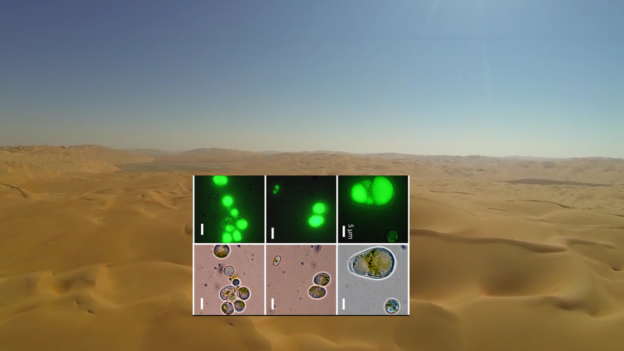 Desert Green Algae and Cyanobacteria for Synthetic Biology | BioSerendipity