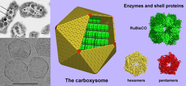 Carboxysome | BioSerendipity