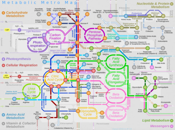 Metabolism Map | BioSerendipity