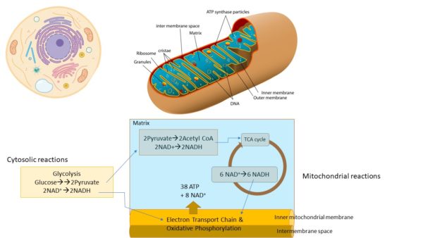 NAD+ in ATP Production | BioSerendipity