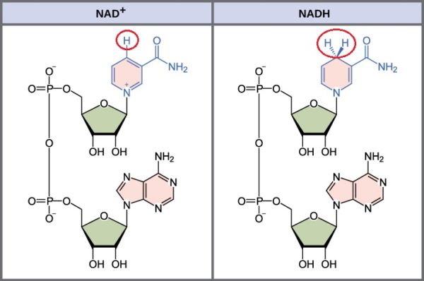 NAD+ and NADH | BioSerendipity