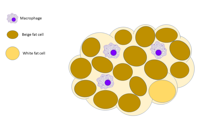 Beige Adipose Tissue | BioSerendipity