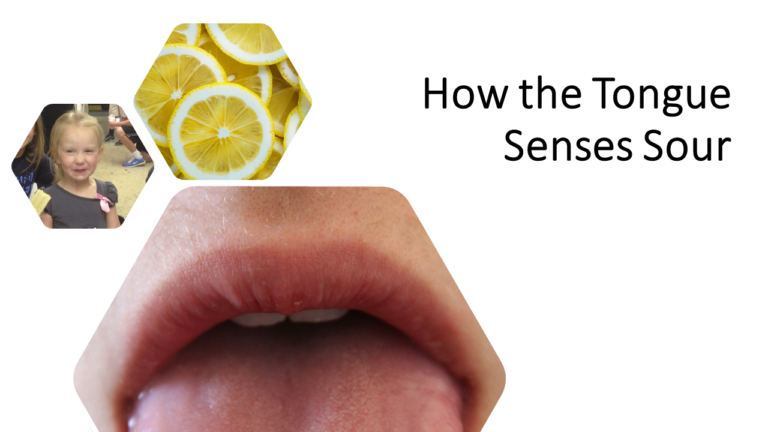 How the Tongue Senses Sour | BioSerendipity