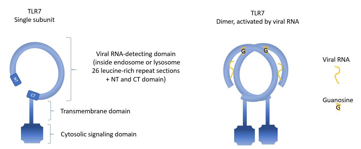 TLR7 Activation by Viral RNA | BioSerendipity
